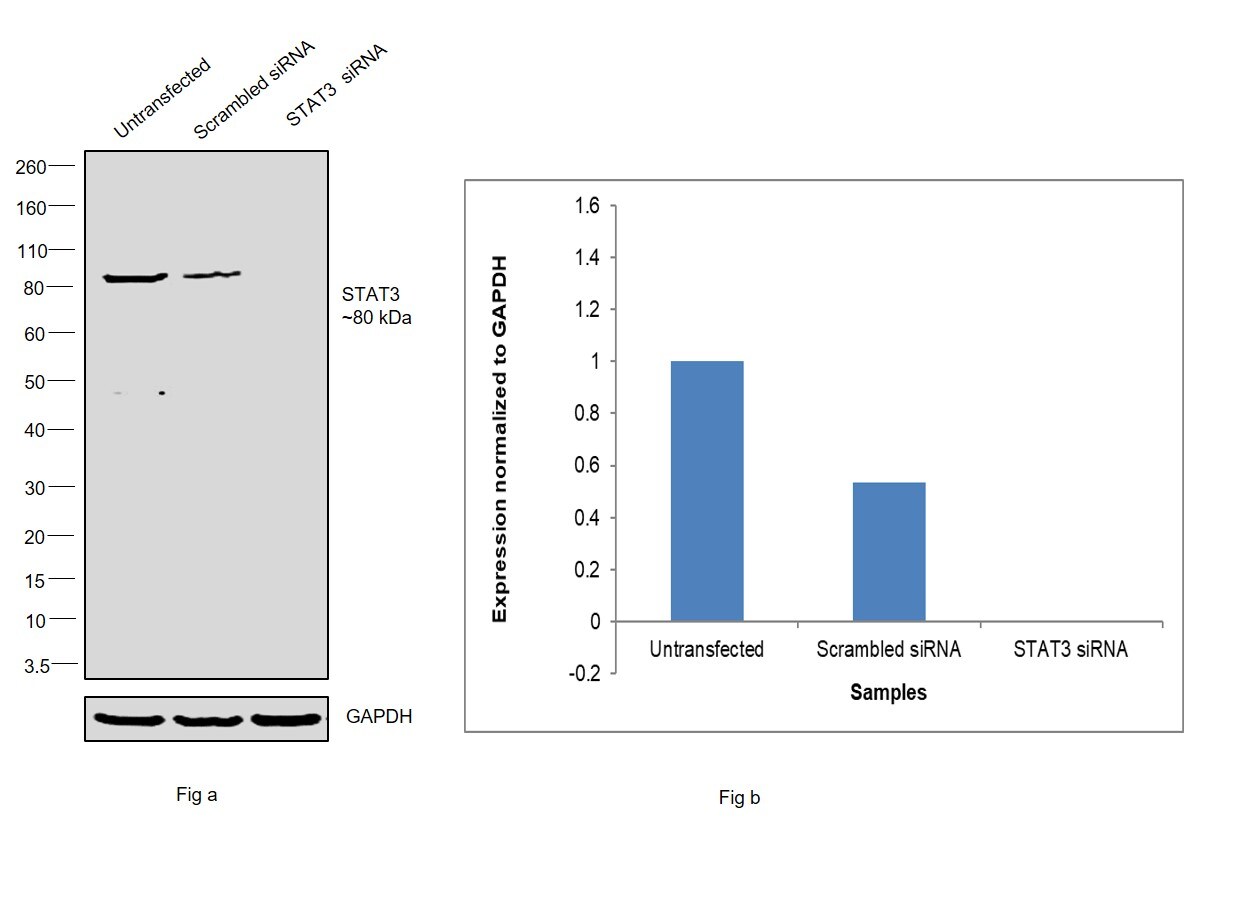 STAT3 Antibody (MA1-13042)