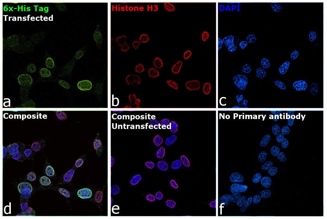 6x-His Tag Antibody (MA1-135)
