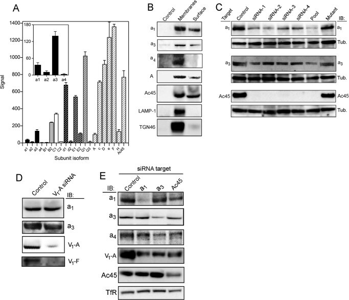 LAMP1 Antibody (MA1-164)