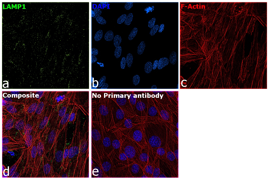 LAMP1 Antibody (MA1-164)
