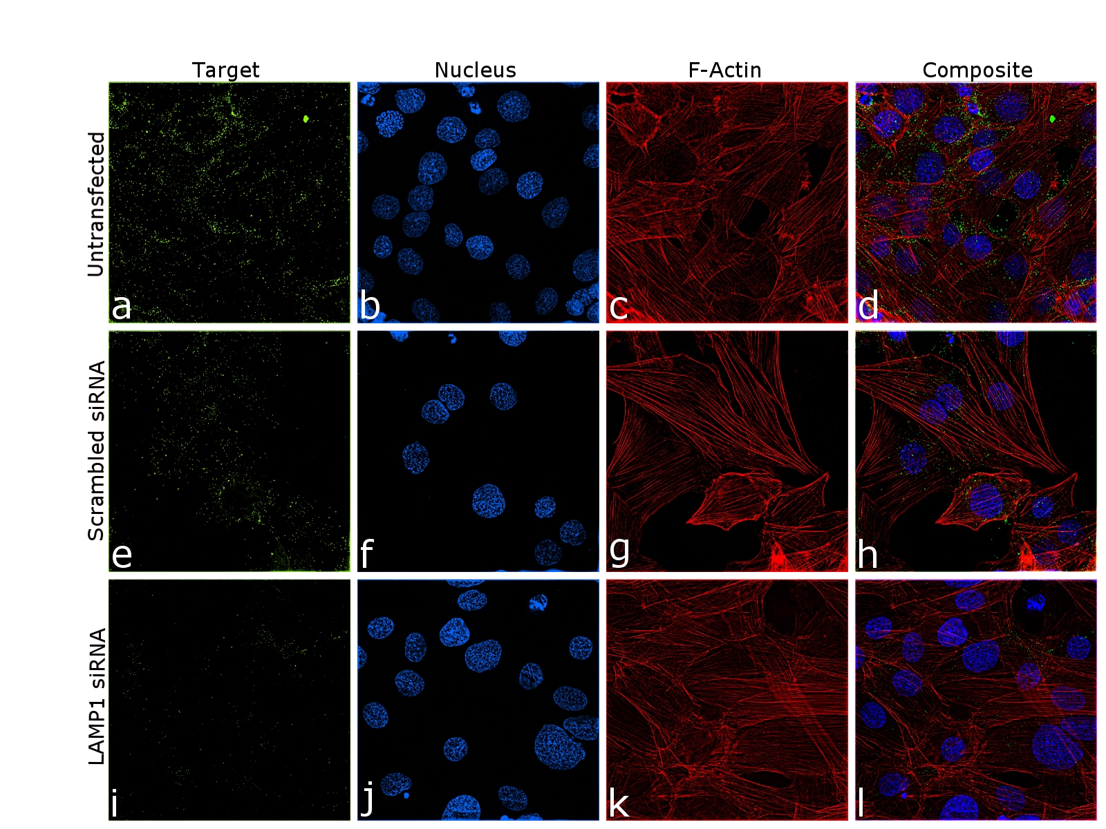 LAMP1 Antibody (MA1-164)