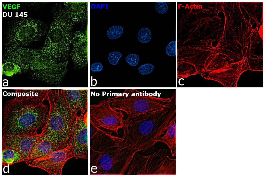 VEGF Antibody (MA1-16629)