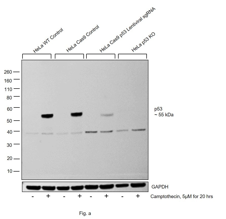 p53 Antibody (MA1-19055)
