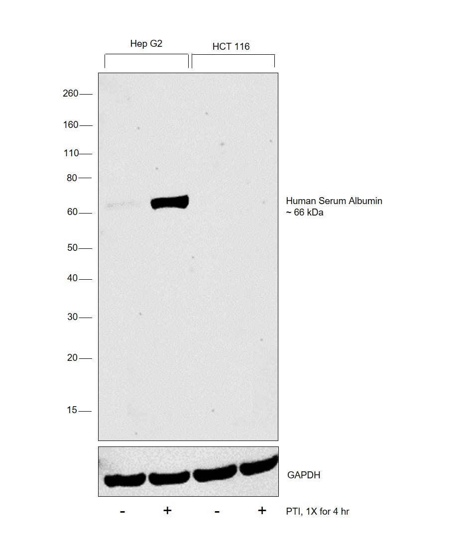 Human Serum Albumin Antibody (MA1-19174)