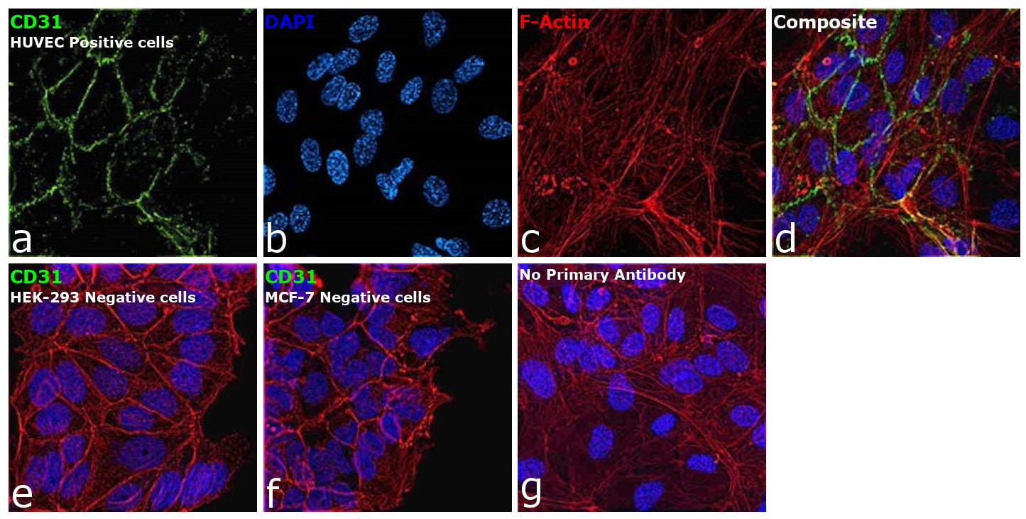 CD31 Antibody (MA1-19199)
