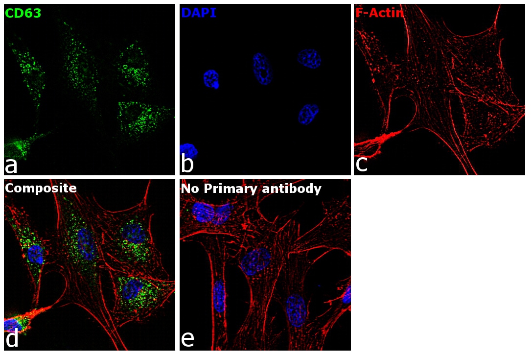 CD63 Antibody (MA1-19281)