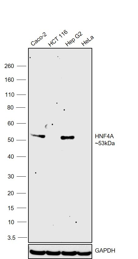 HNF4A Antibody (MA1-199)