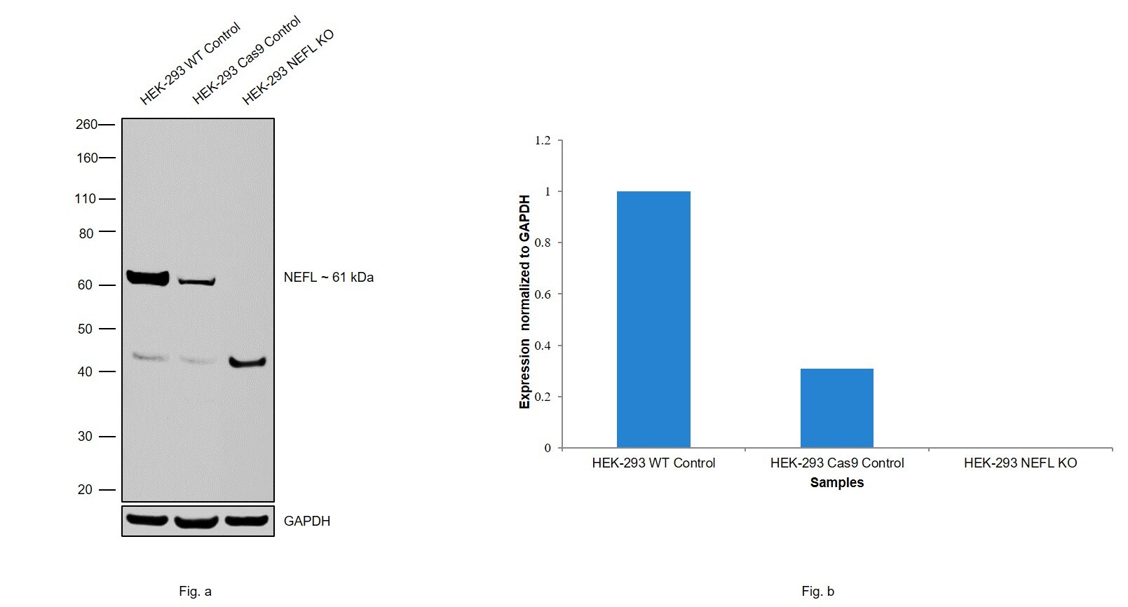 NEFL Antibody (MA1-2010)