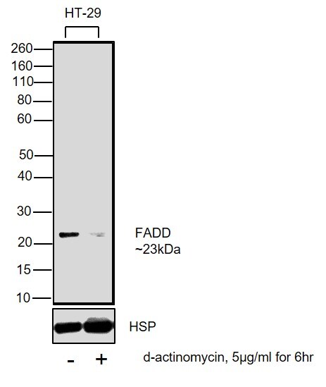 FADD Antibody (MA1-20168)