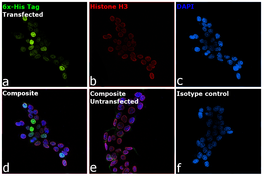 6x-His Tag Antibody, Alexa Fluor™ 488 (MA1-21315-A488)