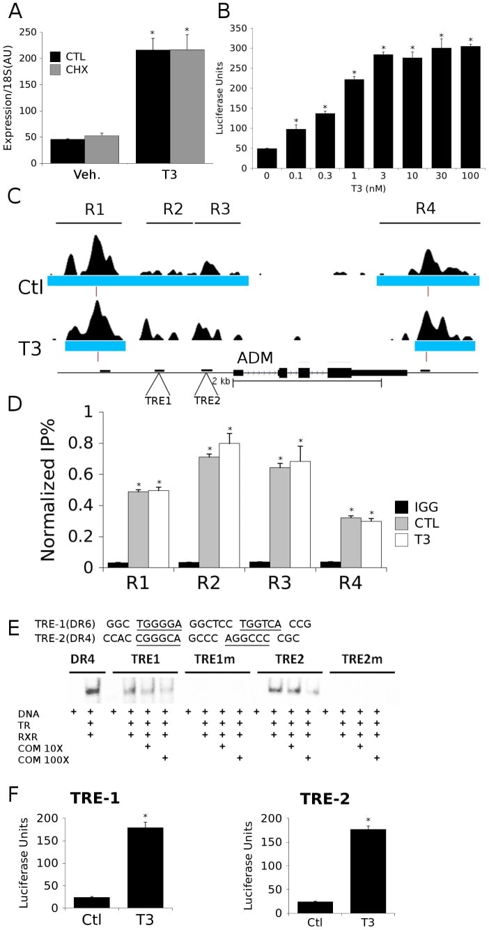 THRB Antibody (MA1-216)