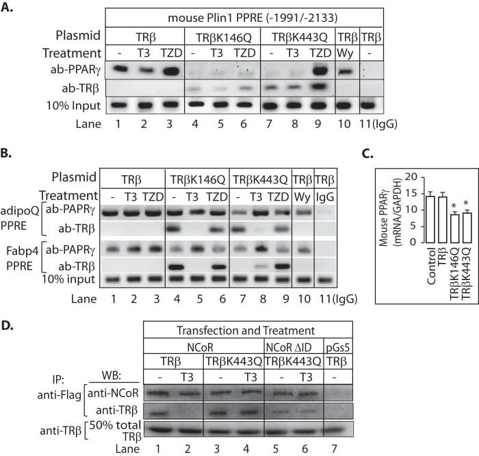 THRB Antibody (MA1-216)