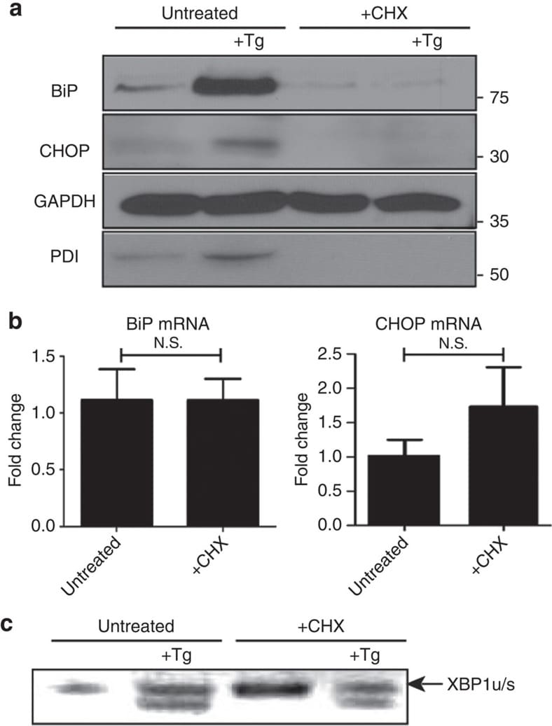 CHOP Antibody (MA1-250)