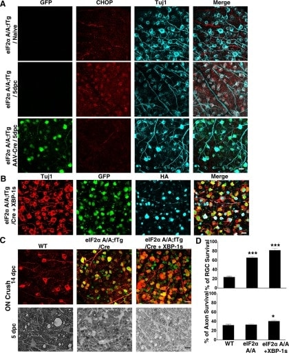 CHOP Antibody (MA1-250)