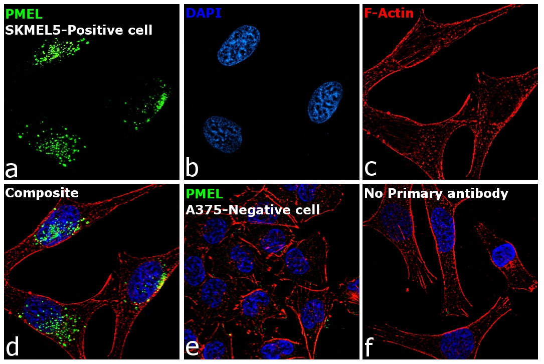 PMEL Antibody (MA1-34759)