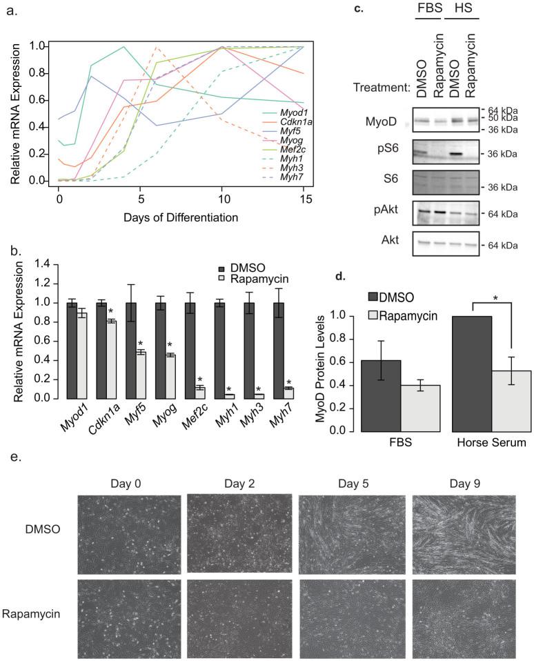 MYOD Antibody (MA1-41017)
