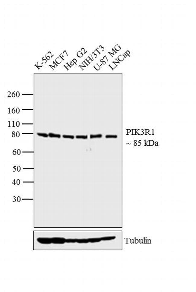 PI3K p85 alpha Antibody (MA1-74183)