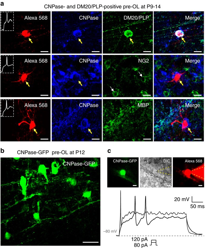 PLP1 Antibody (MA1-80034)