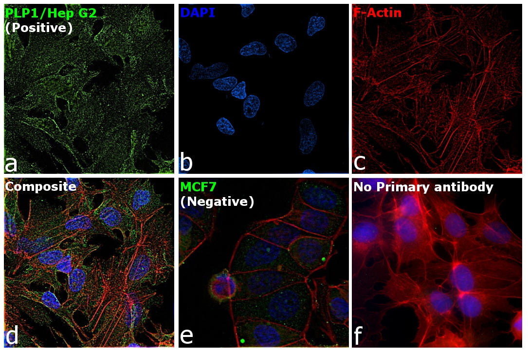 PLP1 Antibody (MA1-80034)