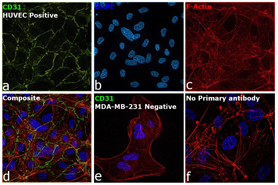 CD31 Antibody (MA1-80069)