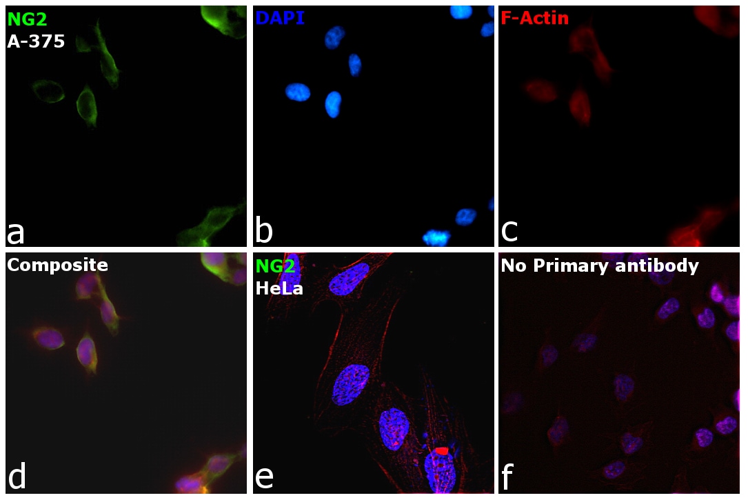 NG2 Antibody (MA1-90928)
