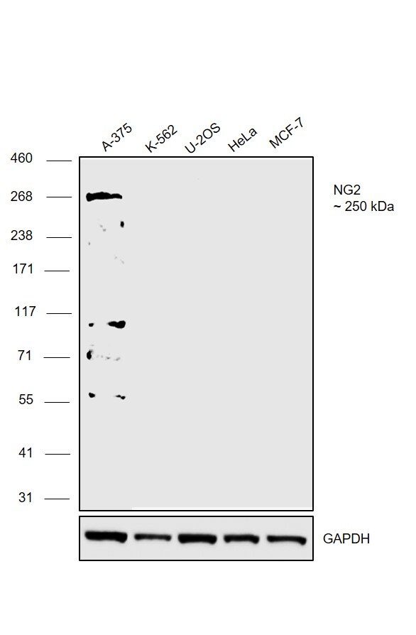 NG2 Antibody (MA1-90928)