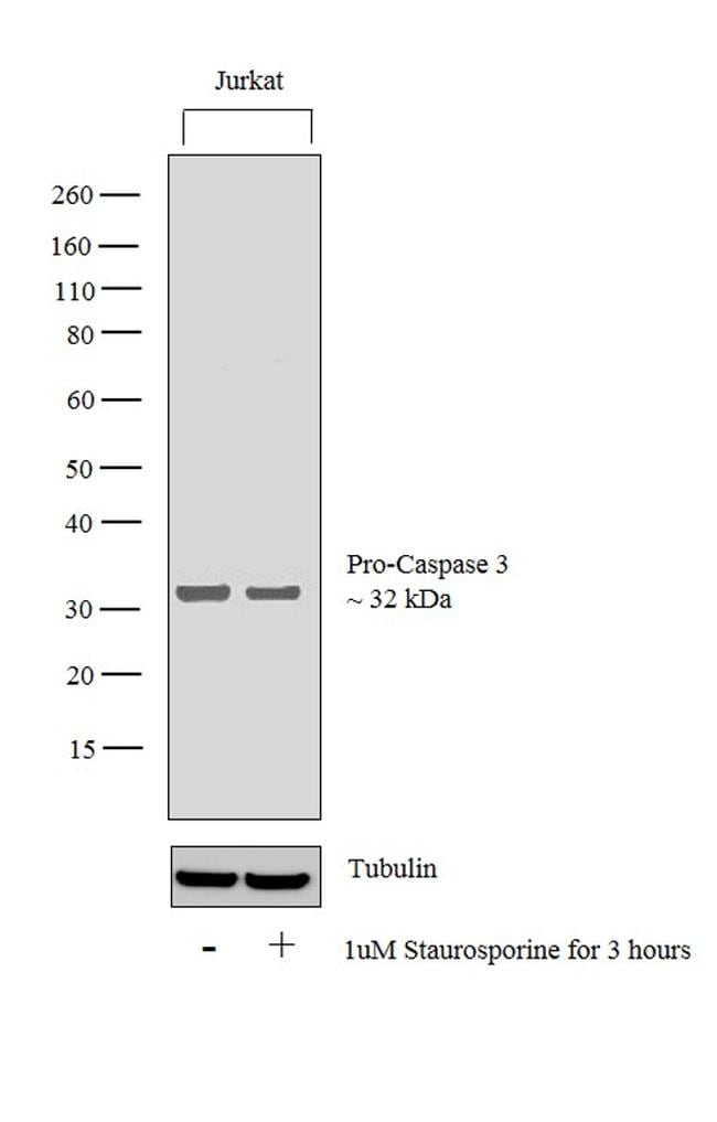 Active/Pro-Caspase 3 Antibody (MA1-91637)