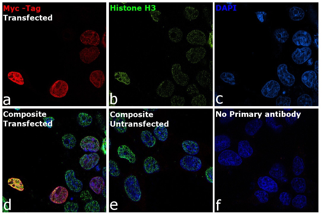 c-Myc Antibody (MA1-980)