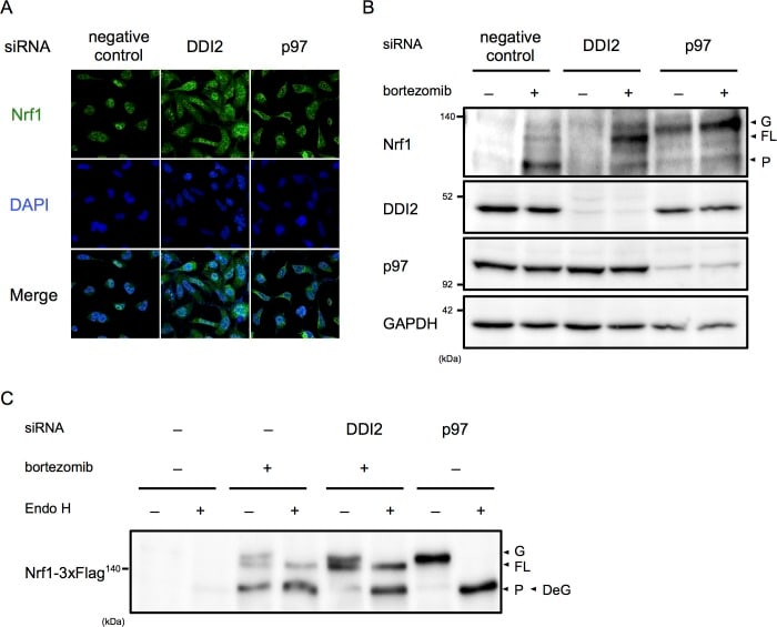 VCP Antibody (MA3-004)