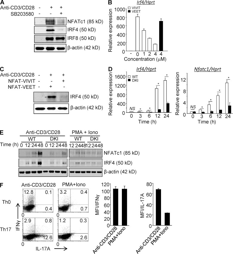 NFATC1 Antibody (MA3-024)