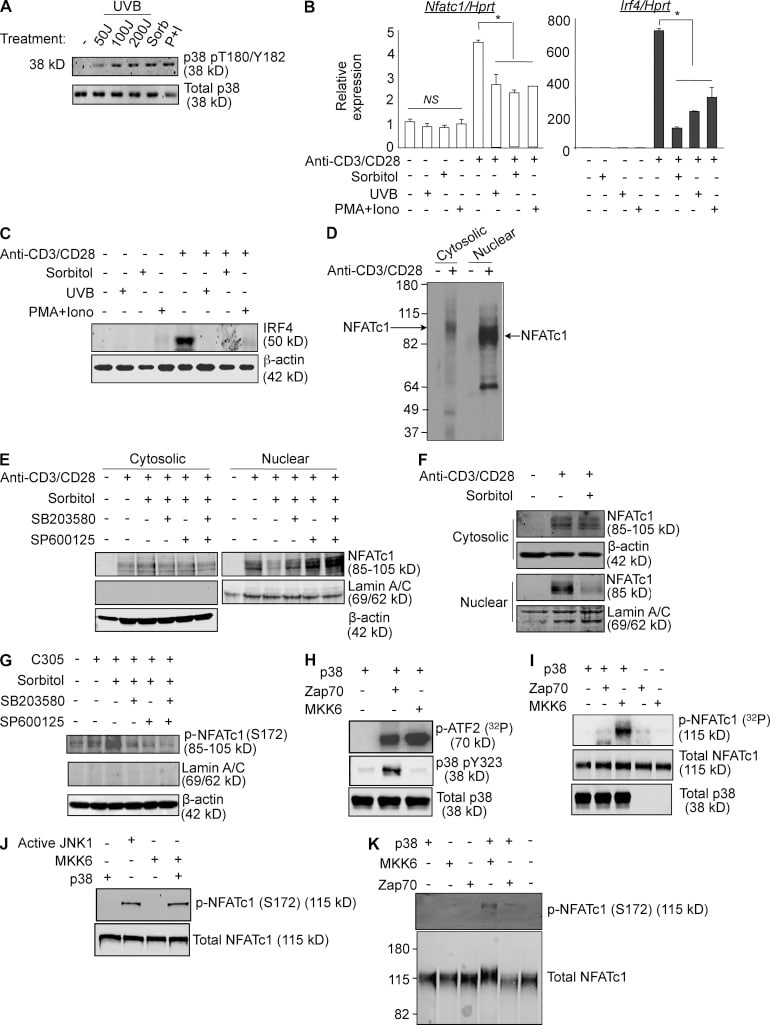 NFATC1 Antibody (MA3-024)