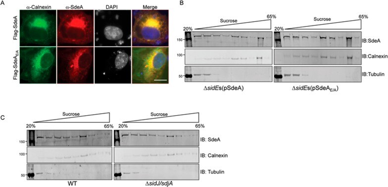 Calnexin Antibody (MA3-027)