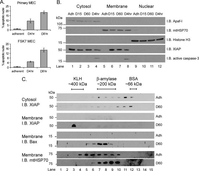 mtHSP70 Antibody (MA3-028)