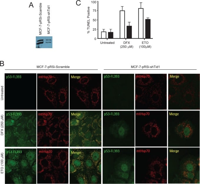mtHSP70 Antibody (MA3-028)