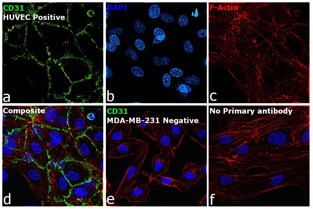 CD31 Antibody (MA3100)
