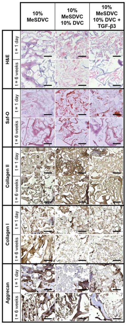 Aggrecan Antibody (MA3-16888)