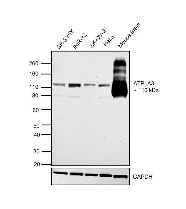 ATP1A3 Antibody (MA3-915)