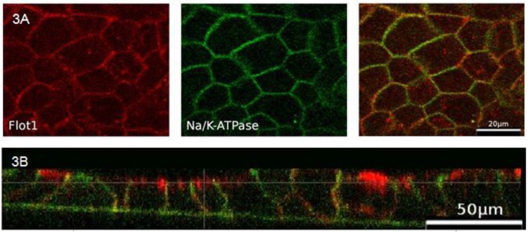 ATP1A1 Antibody (MA3-928)