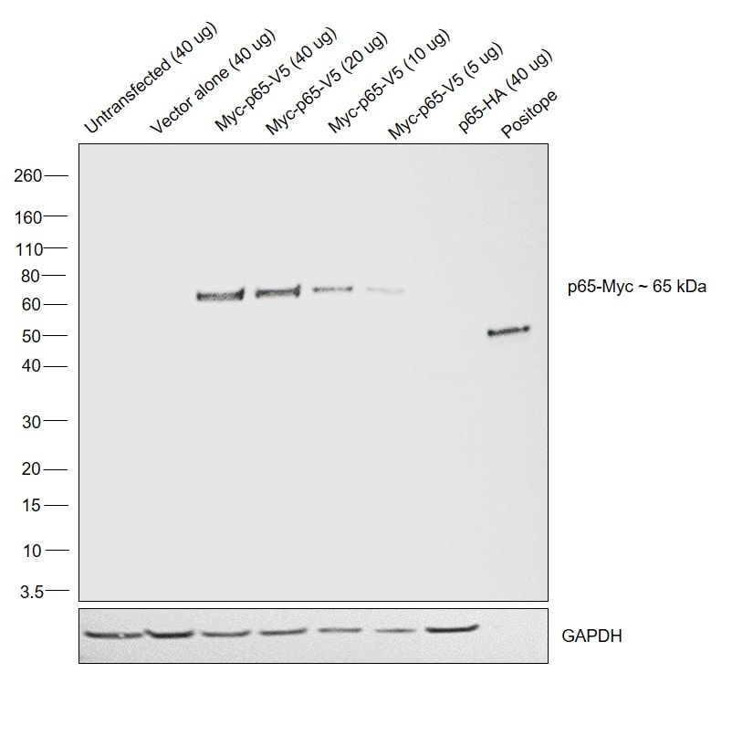 c-Myc Antibody (MA5-12080)