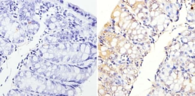 MUC2 Antibody (MA5-12345)