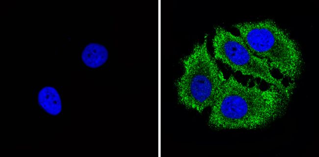 Bax Antibody (MA5-14003)