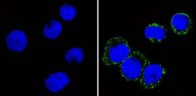 CD36 Antibody (MA5-14112)