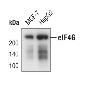 eIF4G Antibody (MA5-14971)