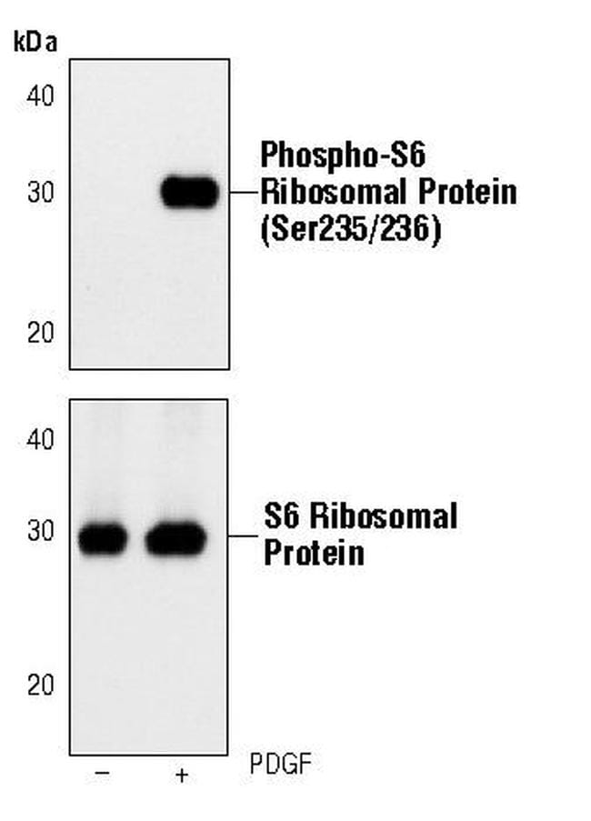 Phospho-S6 (Ser235, Ser236) Antibody (MA5-15140)