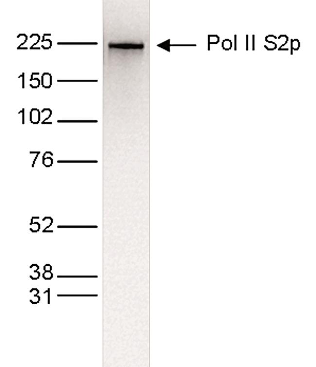 Phospho-RNA pol II CTD (Ser2) Antibody (MA5-23510)