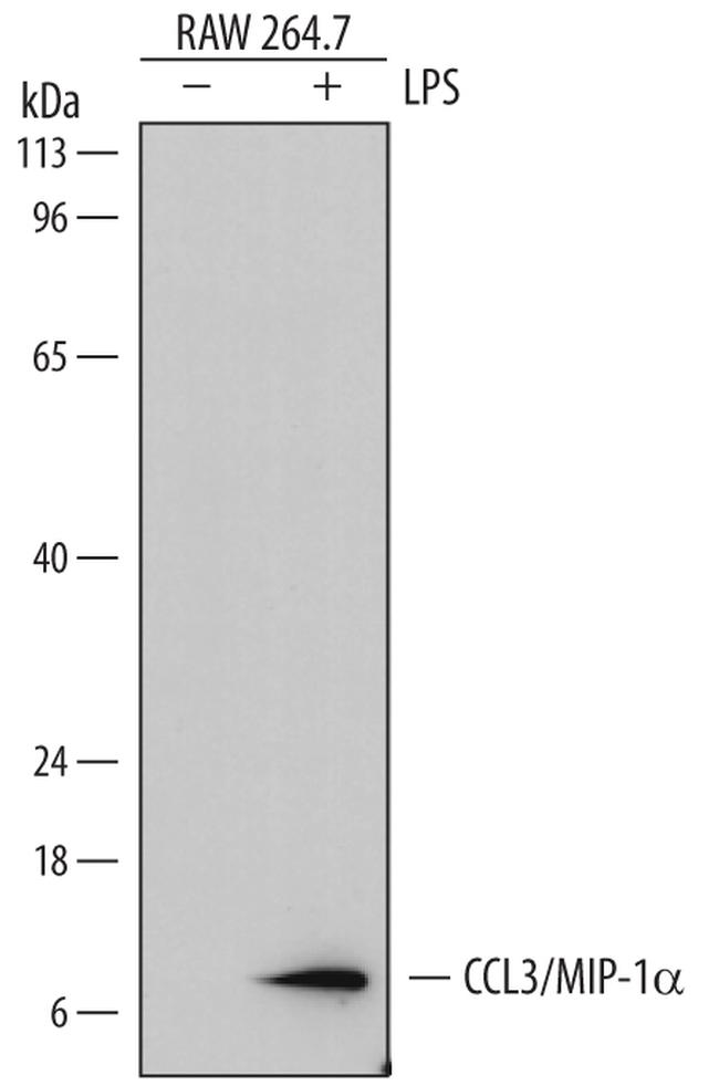 CCL3 Antibody (MA5-24364)