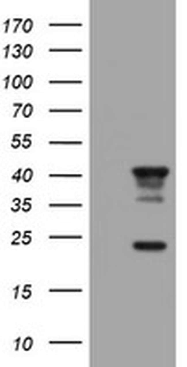 STING Antibody (MA5-26032)