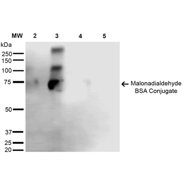 Malondialdehyde Antibody (MA5-27559)