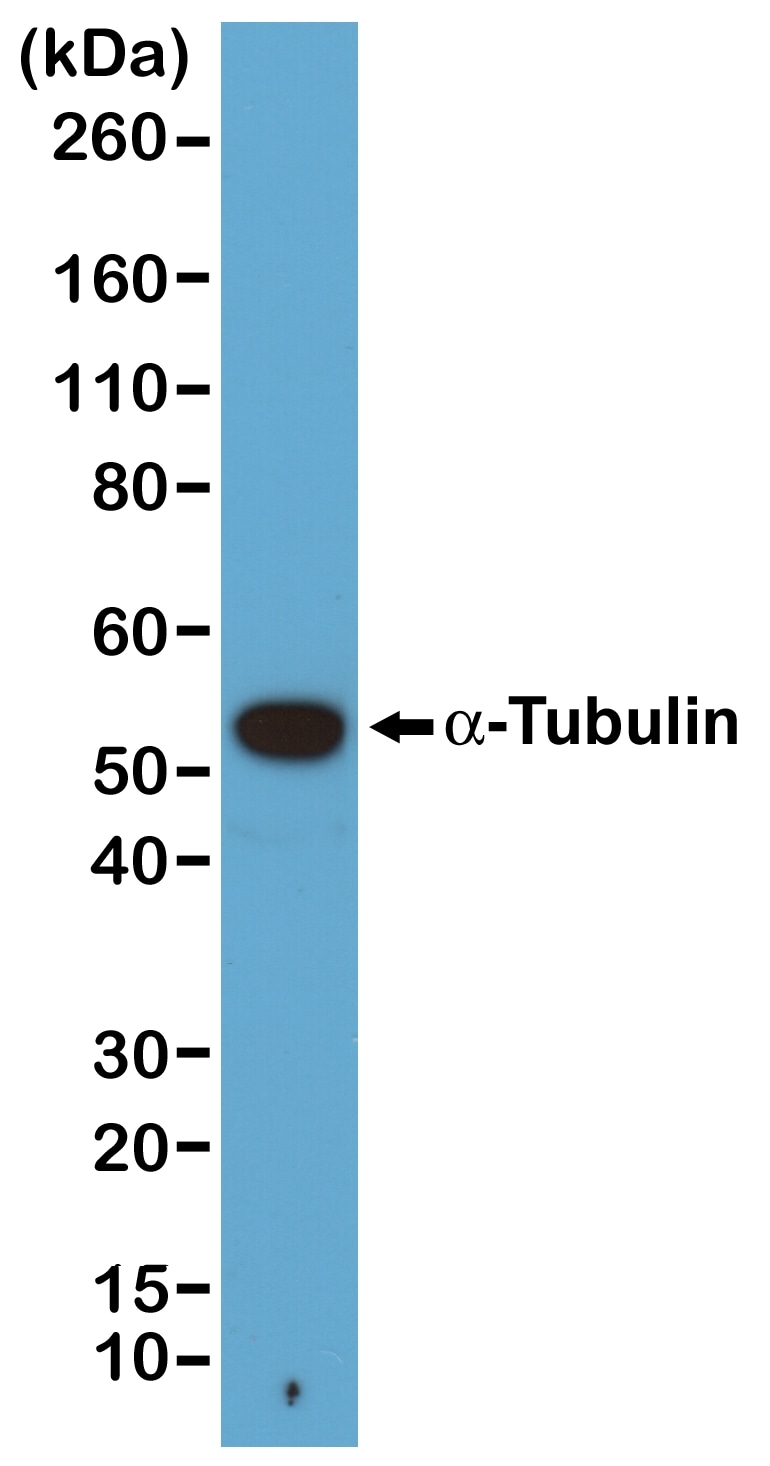 alpha Tubulin Antibody, Biotin (MA5-27888)