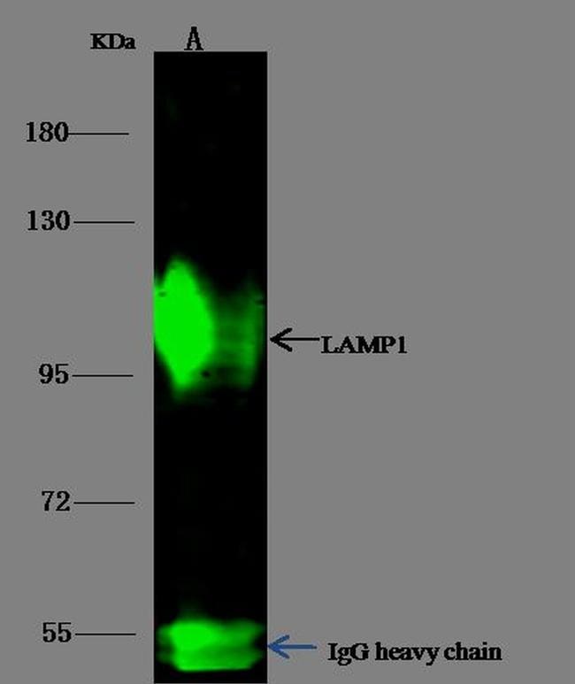 LAMP1 Antibody (MA5-29385)